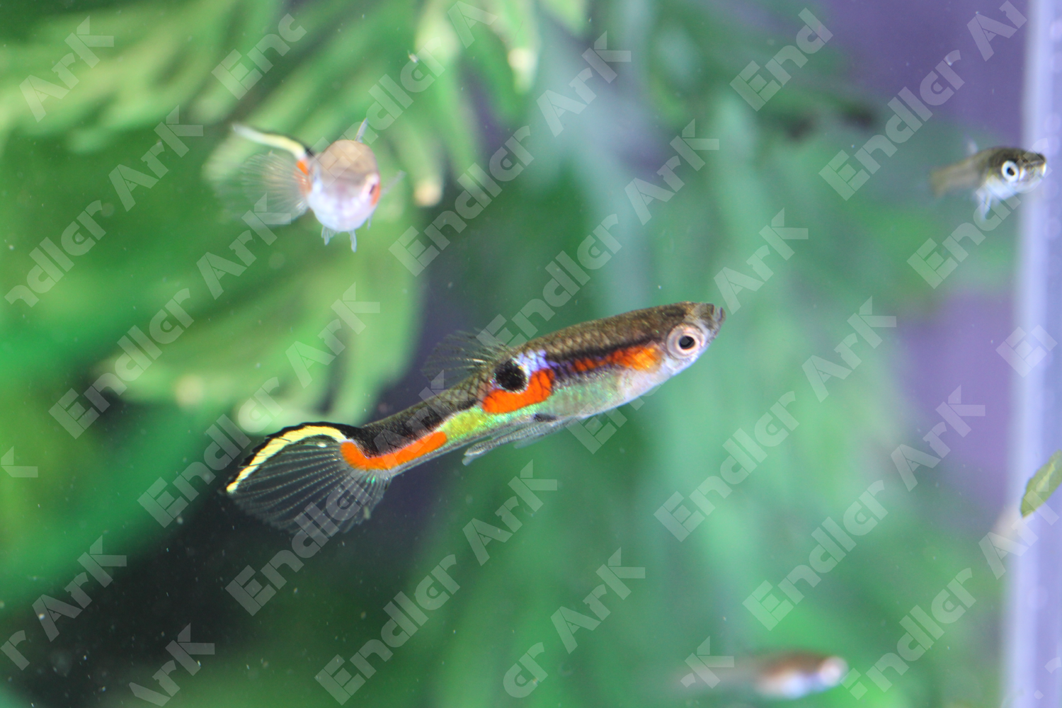 Silverado Endler — Endler Ark - Buy Endlers Livebearers Online