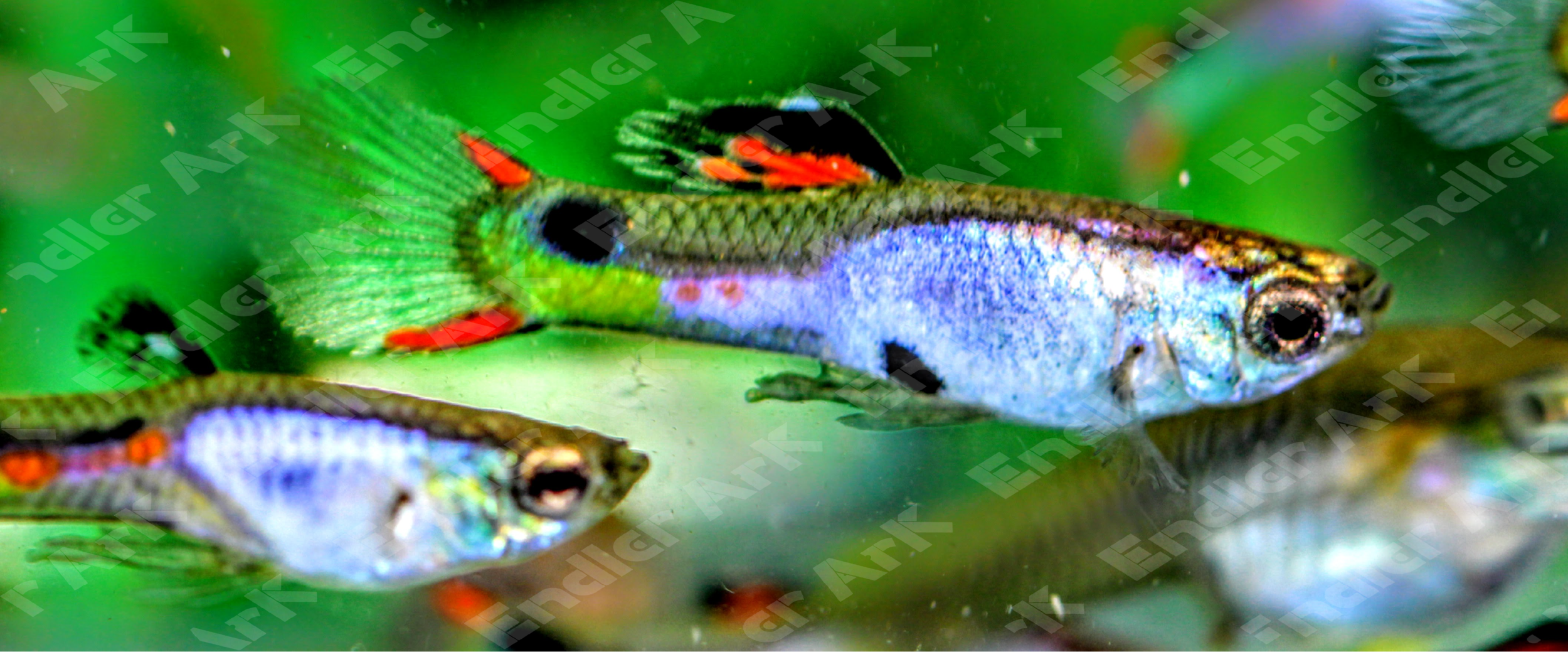 Marty's Snakeskin Orchid (red) — Endler Ark - Buy Endlers Livebearers ...