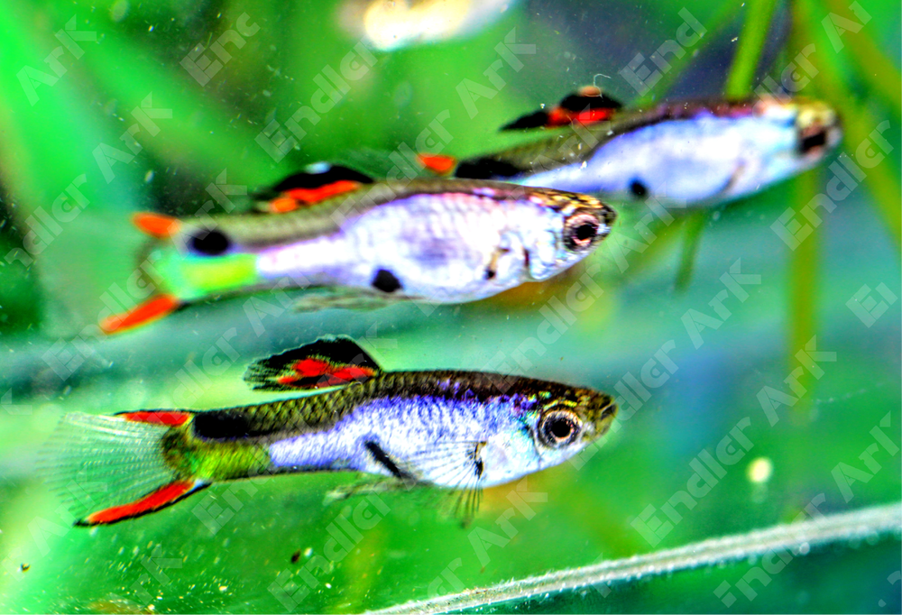 Japanese Blue Endler — Endler Ark - Buy Endlers Livebearers Online