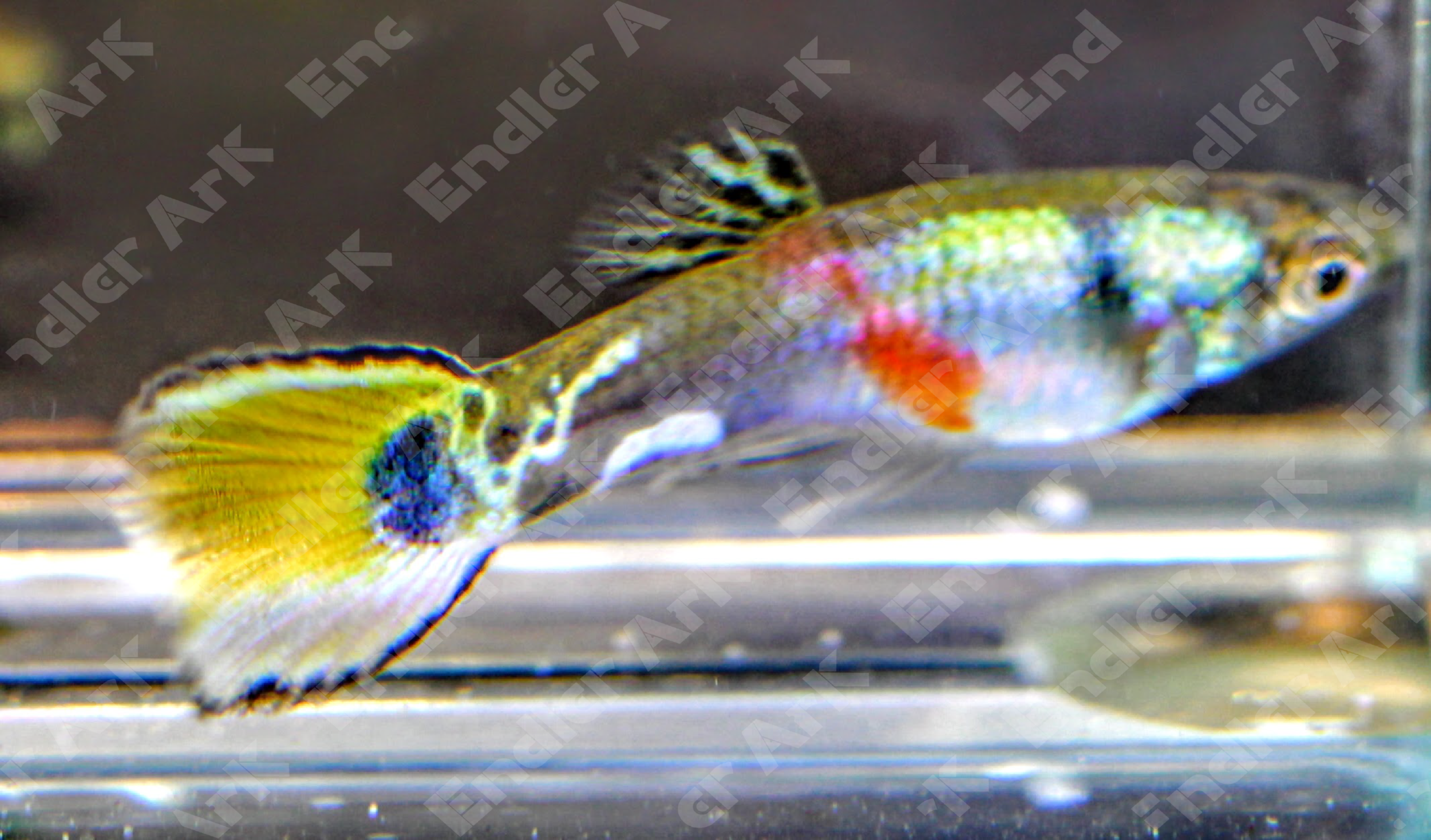Shop — Endler Ark - Buy Endlers Livebearers Online