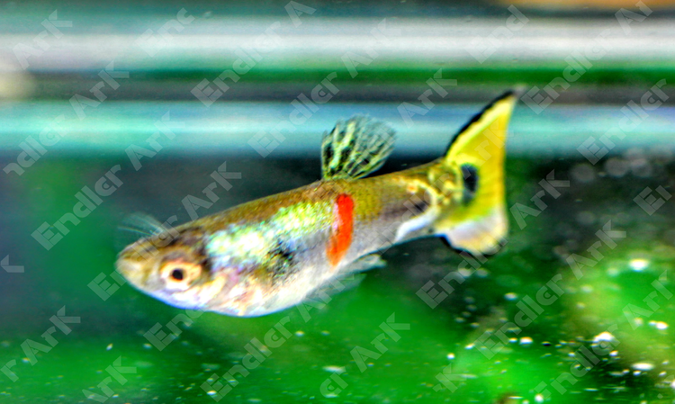 1975 Original Endler — Endler Ark - Buy Endlers Livebearers Online