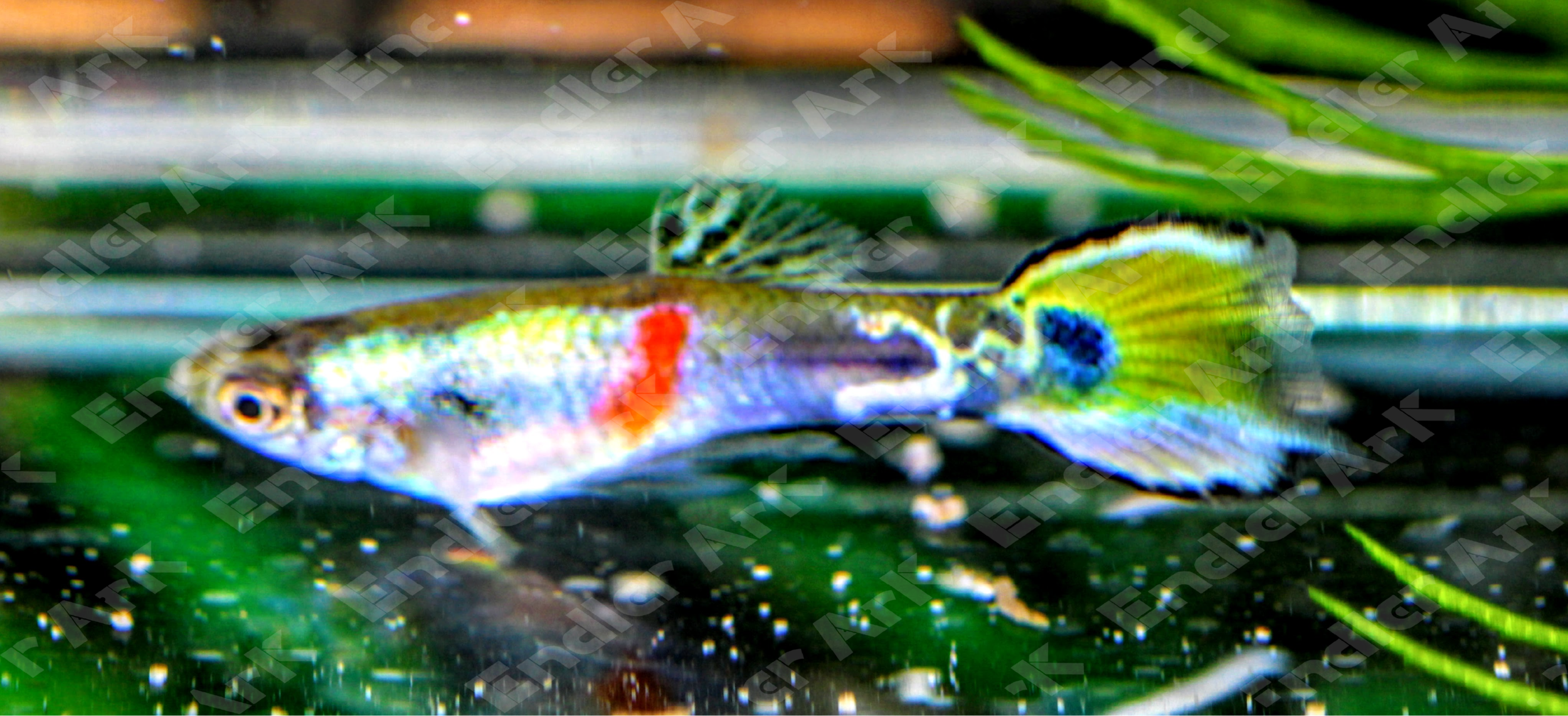 Japanese Blue Endler — Endler Ark - Buy Endlers Livebearers Online
