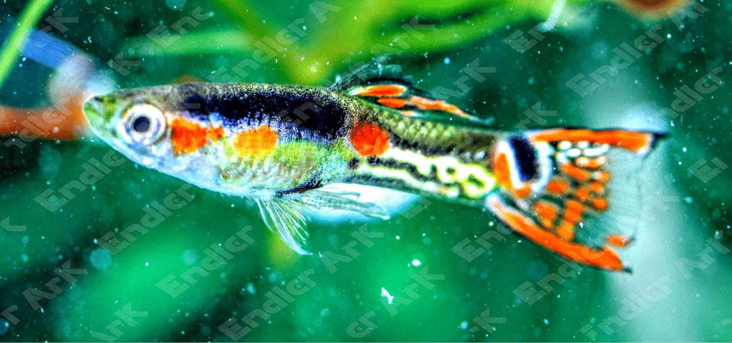 Japanese Blue Endler — Endler Ark - Buy Endlers Livebearers Online