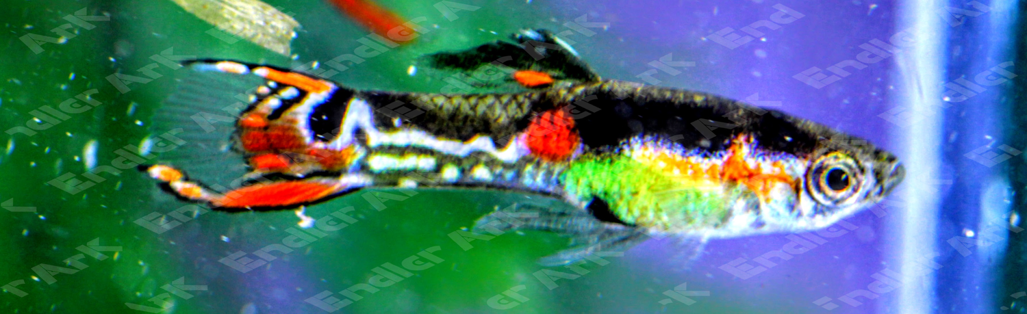 Japanese Blue Endler — Endler Ark - Buy Endlers Livebearers Online