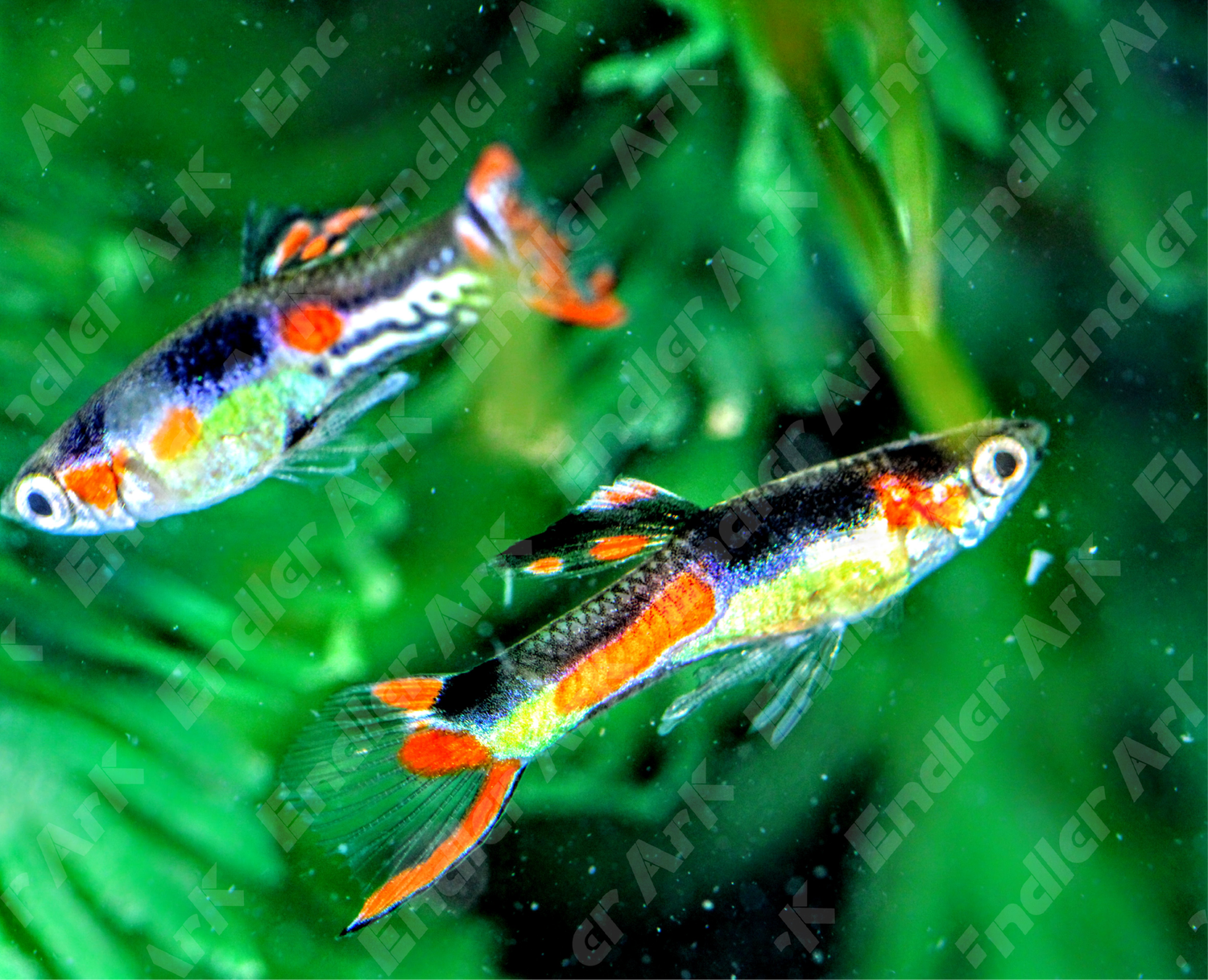 Japanese Blue Endler — Endler Ark - Buy Endlers Livebearers Online