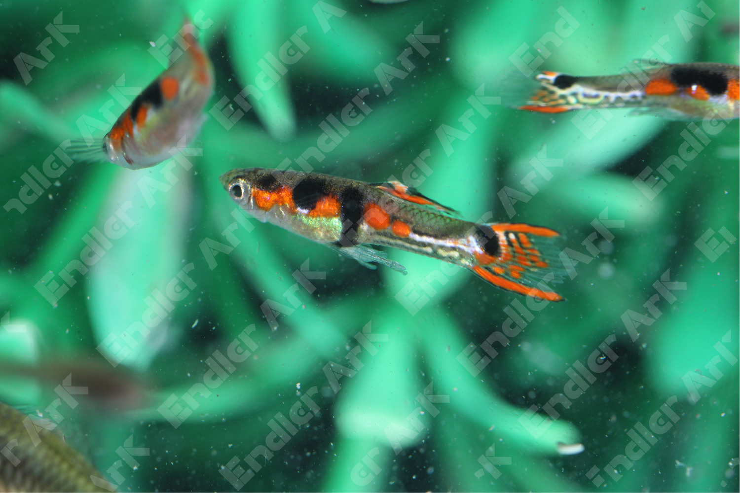 Japanese Blue Endler — Endler Ark - Buy Endlers Livebearers Online