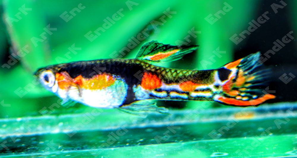 Blue Star Endler — Endler Ark - Buy Endlers Livebearers Online