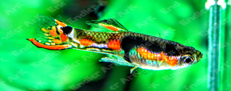 Japanese Blue Endler — Endler Ark - Buy Endlers Livebearers Online