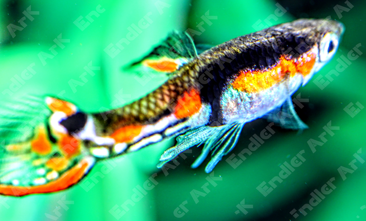Japanese Blue Endler — Endler Ark - Buy Endlers Livebearers Online