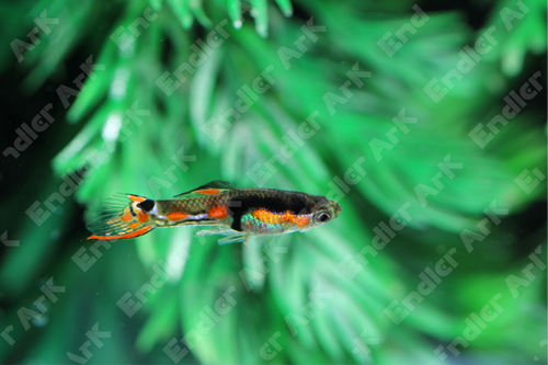 Blue Star Endler — Endler Ark - Buy Endlers Livebearers Online