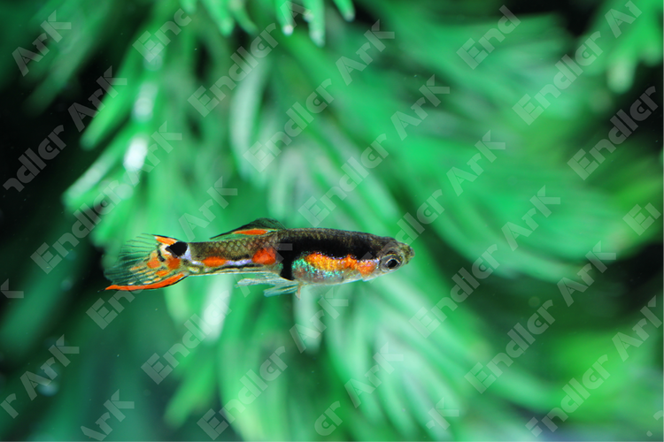 Blue Star Endler — Endler Ark - Buy Endlers Livebearers Online