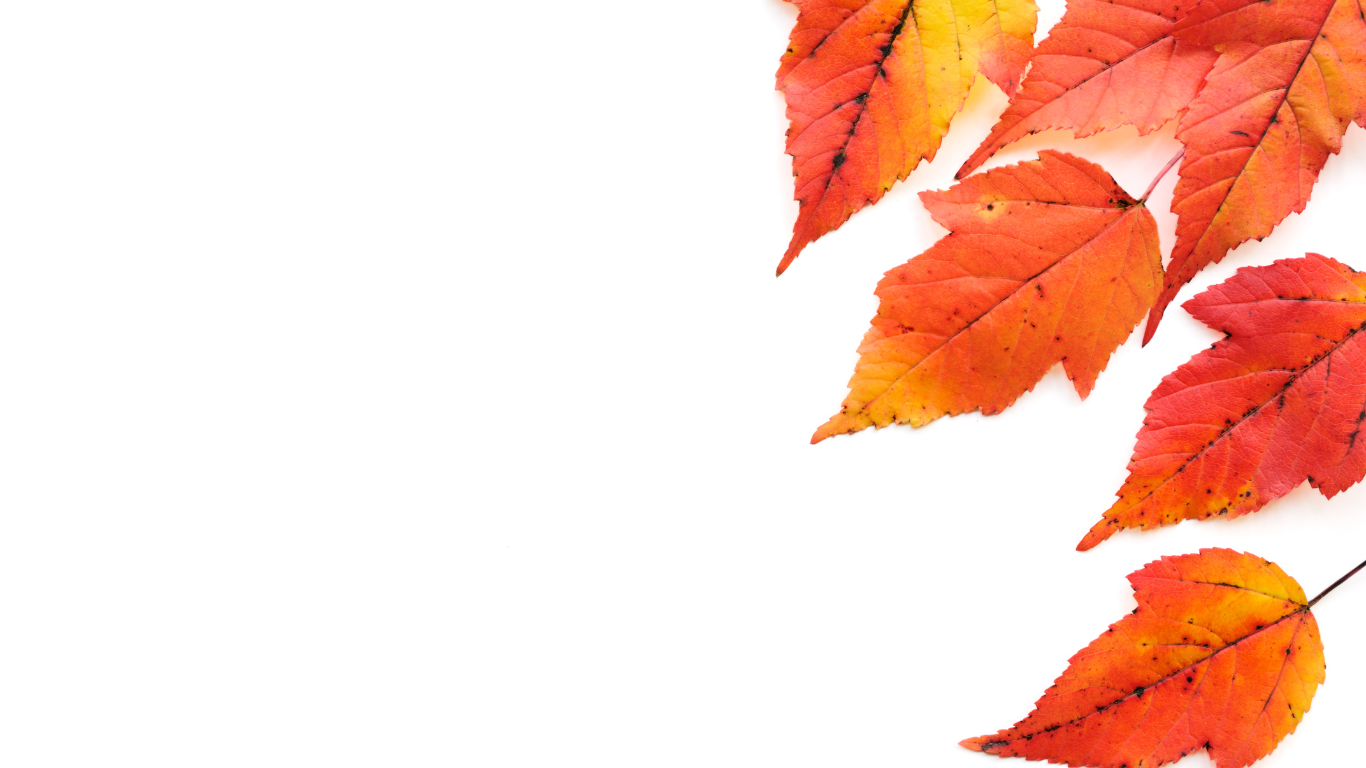 Tony Kaake - RMT, Osteopath — Maple Shores Health Centre