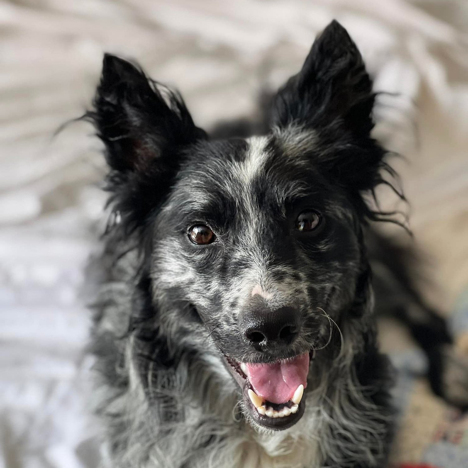 Whiz-bang — Greenbrier Kennel