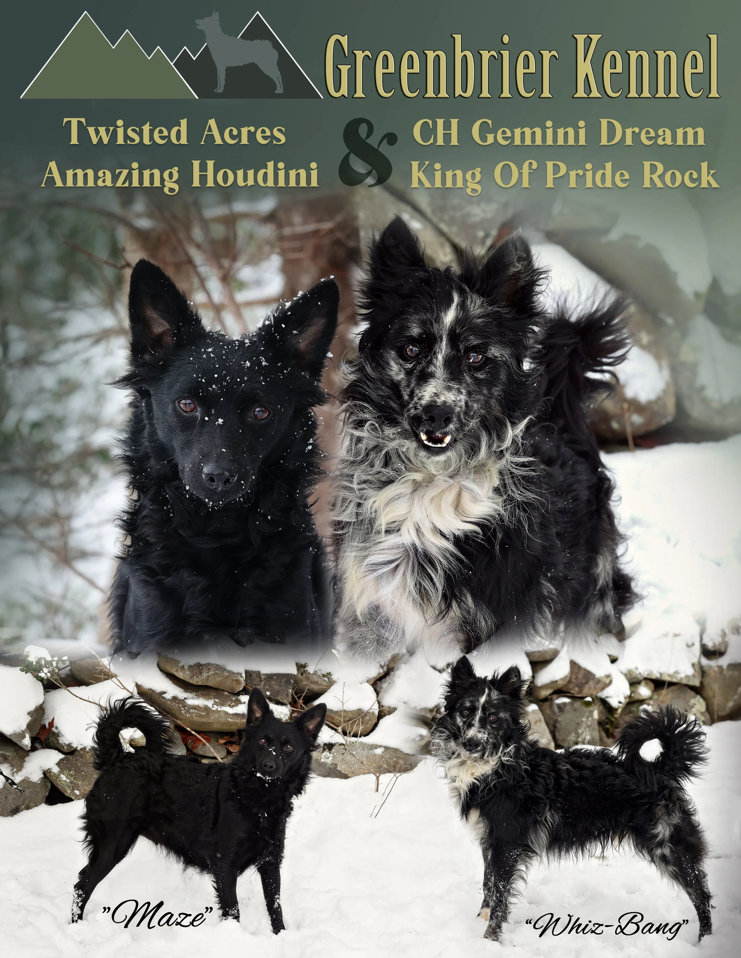 Mudi Puppies — Greenbrier Kennel