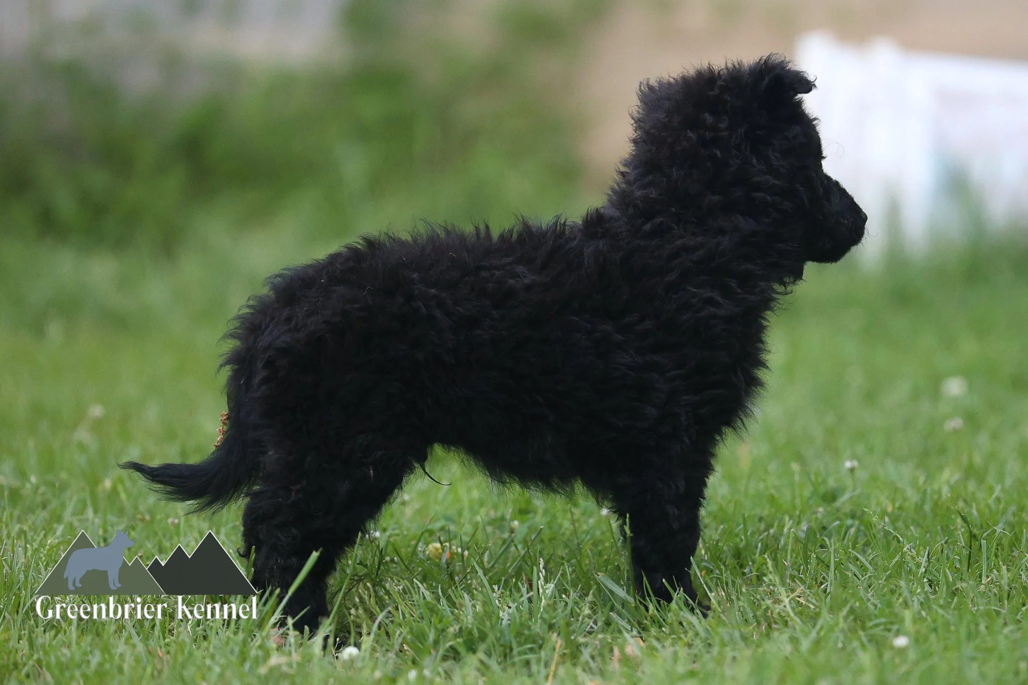 Mudi Puppies — Greenbrier Kennel