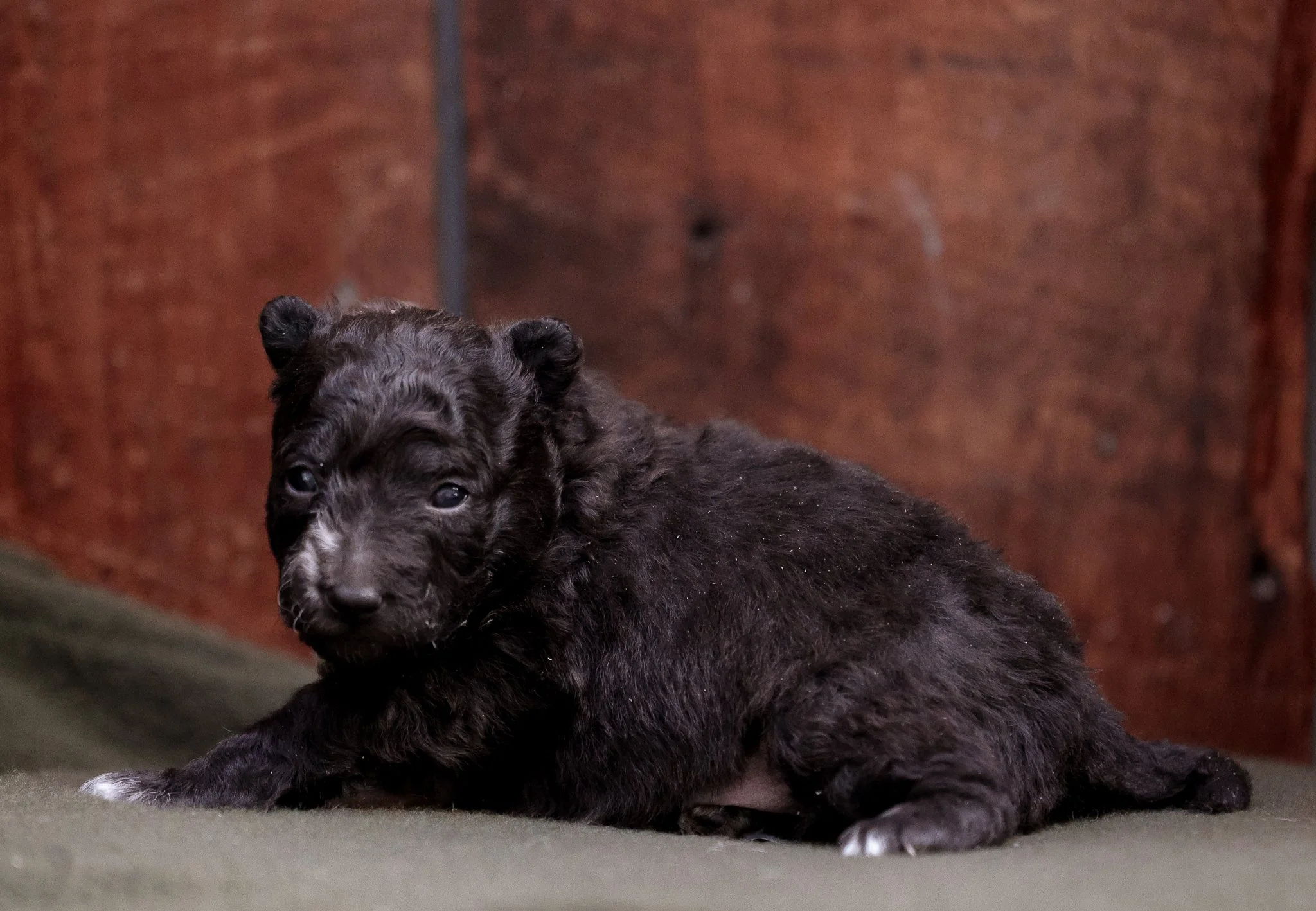 Mudi Puppies — Greenbrier Kennel