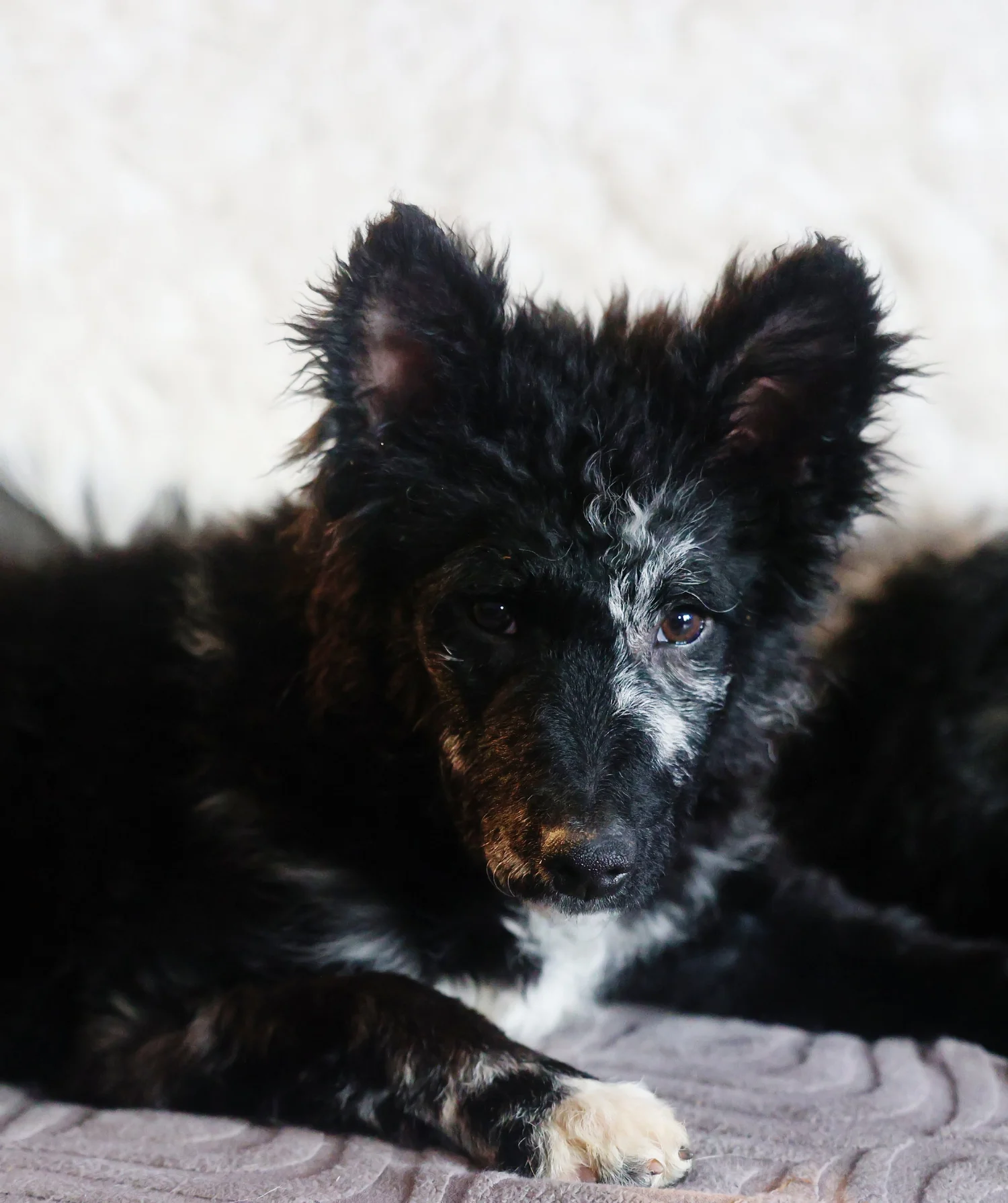 Mudi Puppies — Greenbrier Kennel
