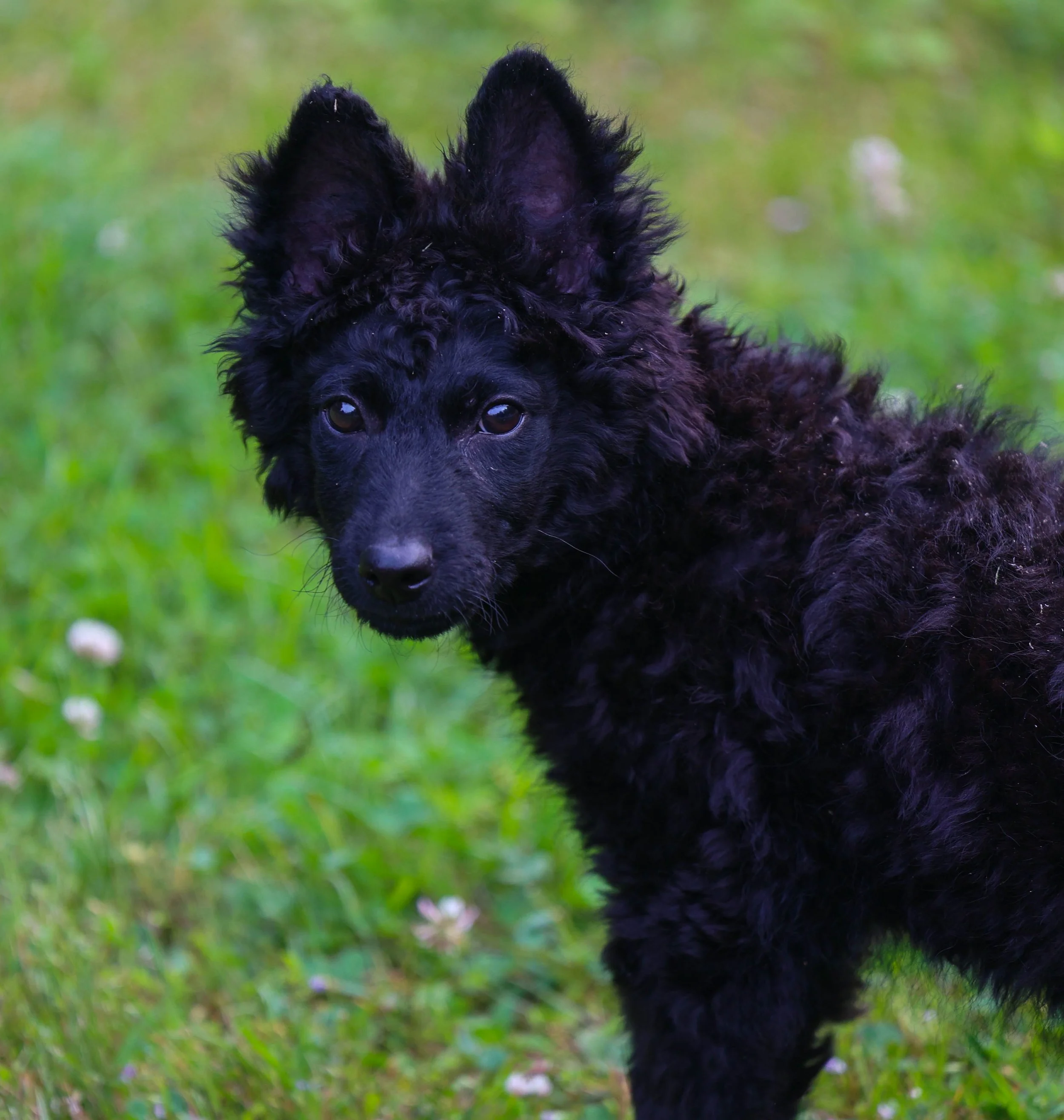 Mudi Puppies — Greenbrier Kennel