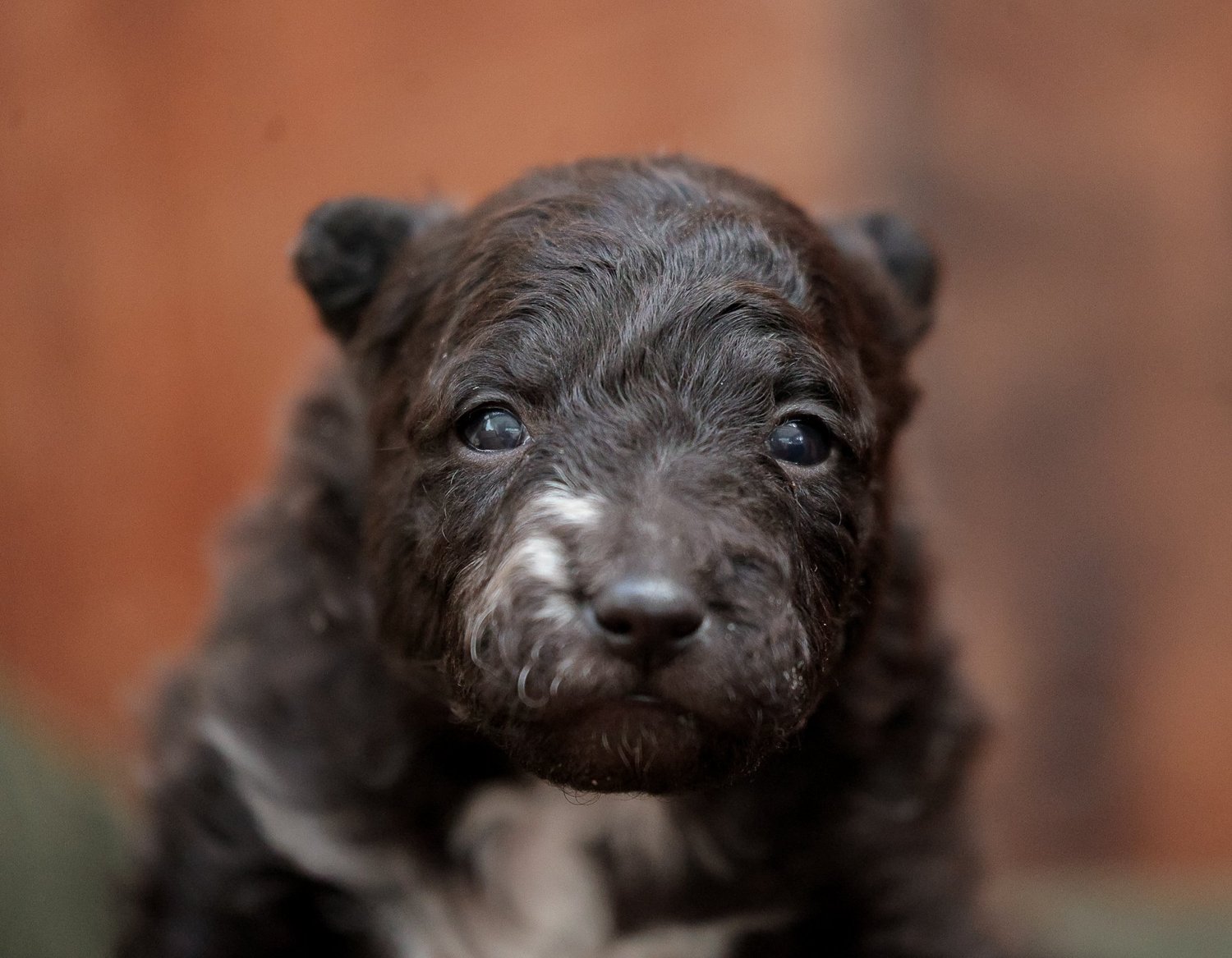 Mudi Puppies — Greenbrier Kennel