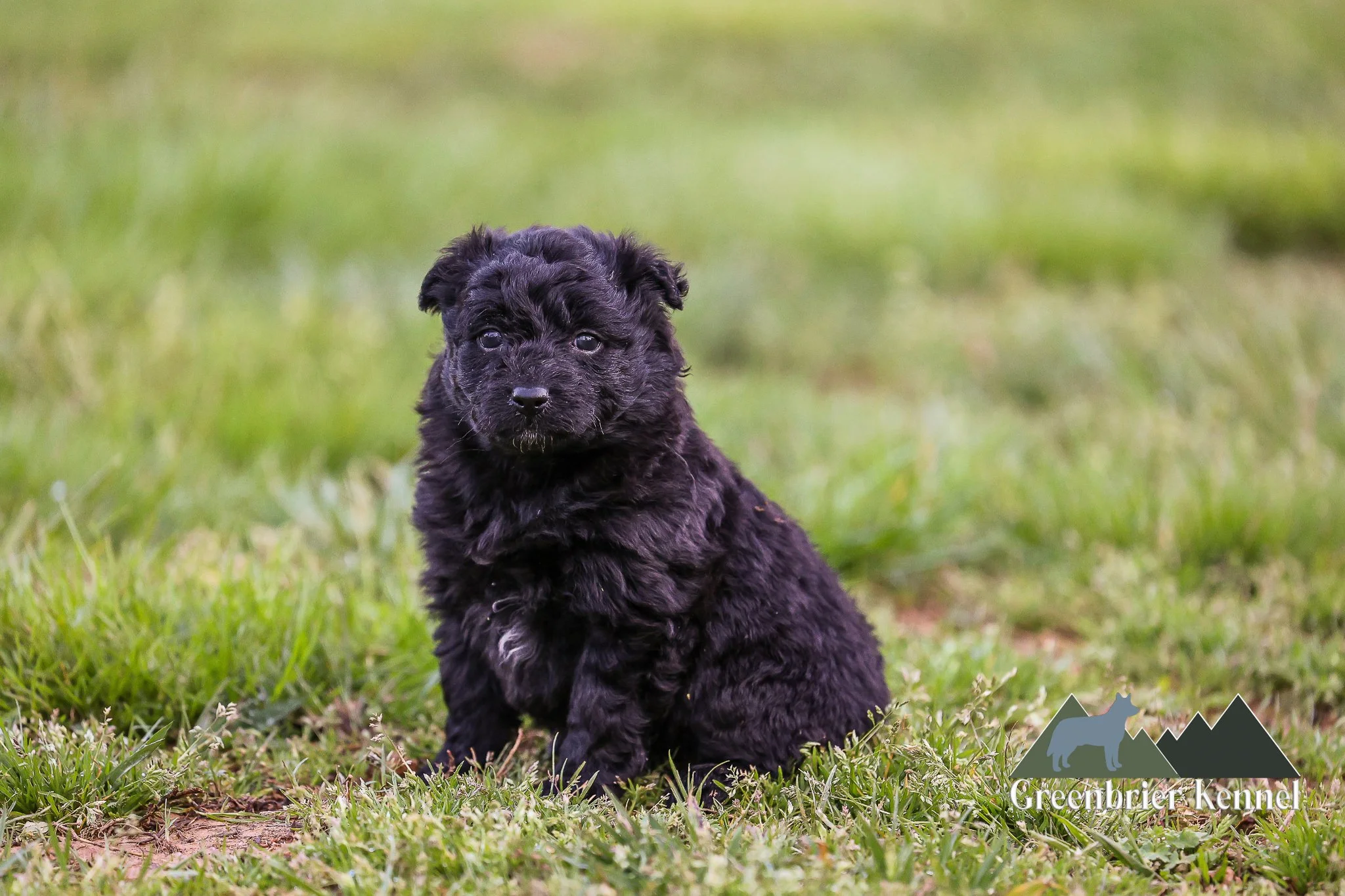 Mudi Puppies — Greenbrier Kennel