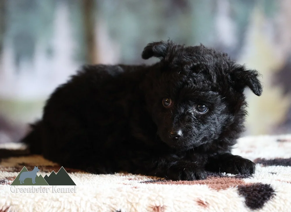 Mudi Puppies — Greenbrier Kennel