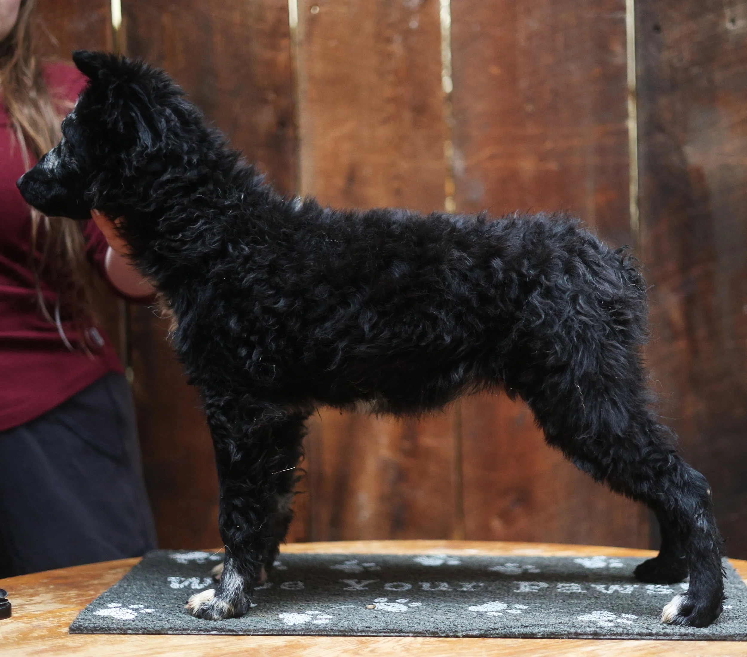 Mudi Puppies — Greenbrier Kennel