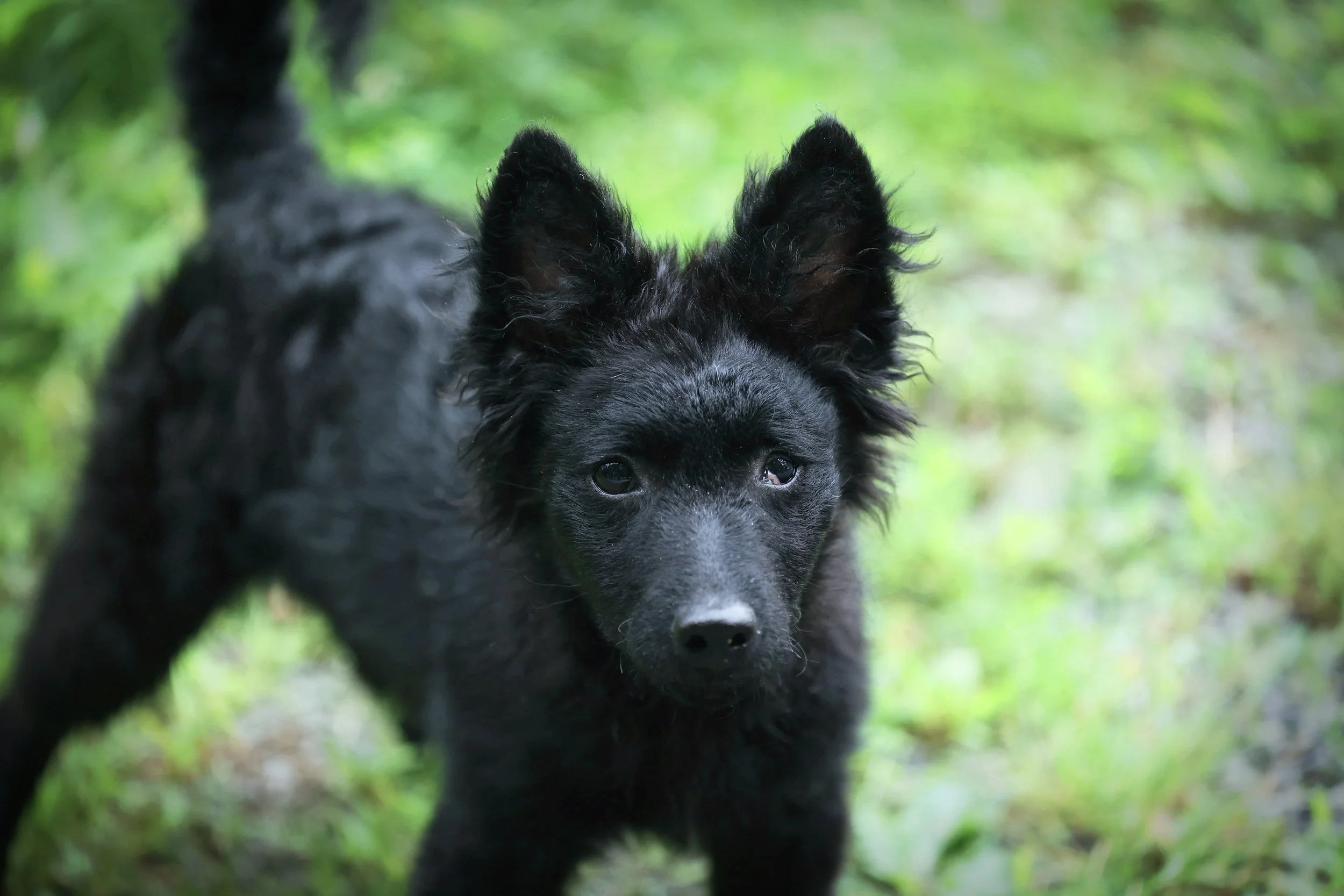 Mudi Puppies — Greenbrier Kennel