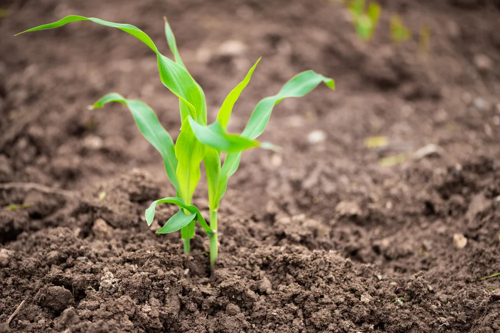 Product Technology — Rob-See-Co