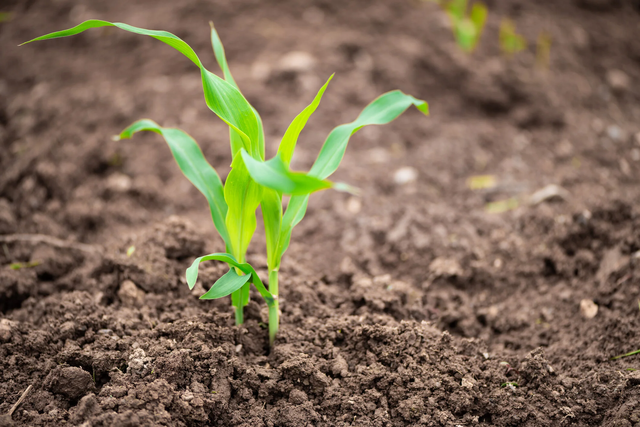 Product Technology — Rob-See-Co