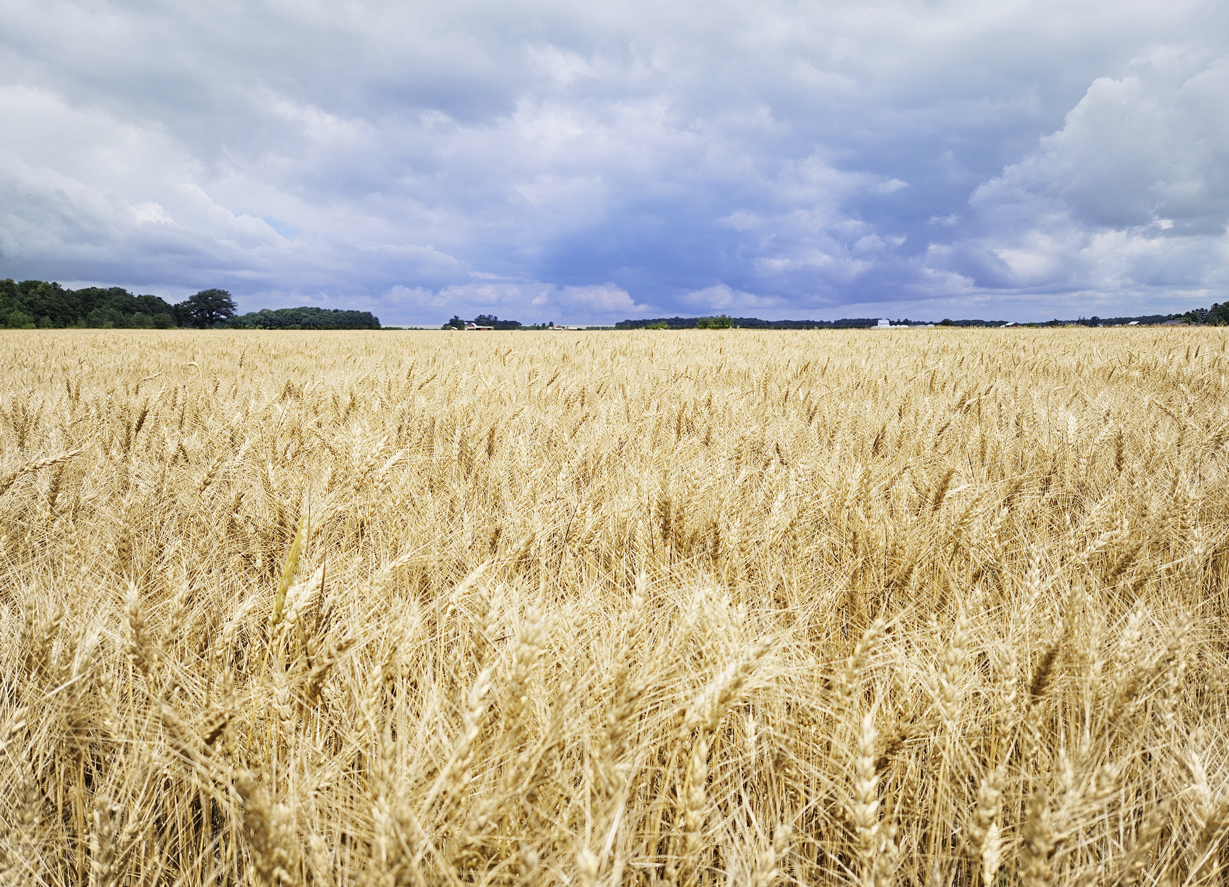 Wheat-Products — Rob-See-Co