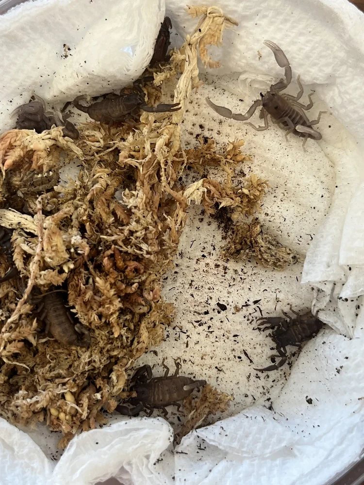 For Sale: Scorpions, Tarantulas, Spiders, Centipedes — Arachnid Rarities