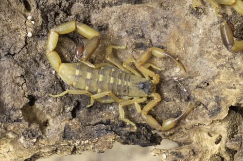 For Sale: Scorpions, Tarantulas, Spiders, Centipedes — Arachnid Rarities