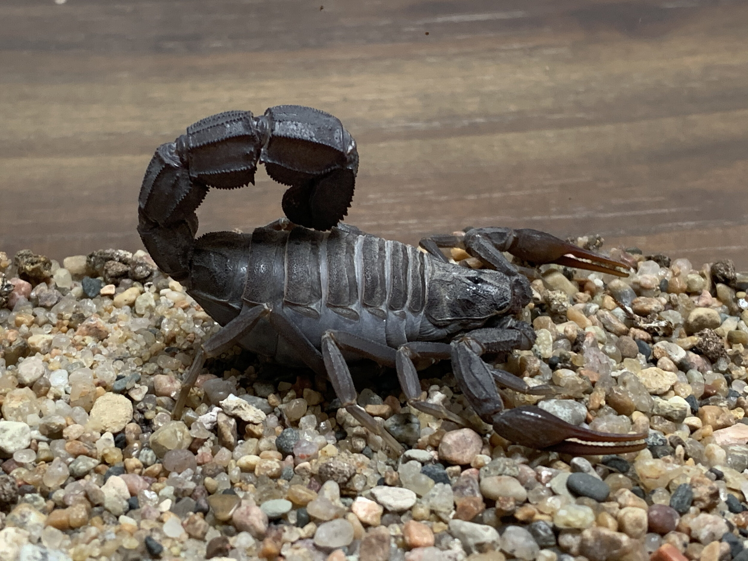 Arachnid Rarities -Scorpions for Sale, Tarantulas for Sale, Spiders for ...