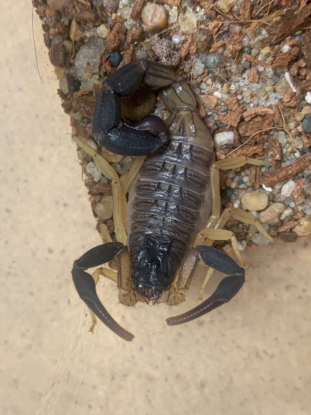 Hottentotta Jayakari