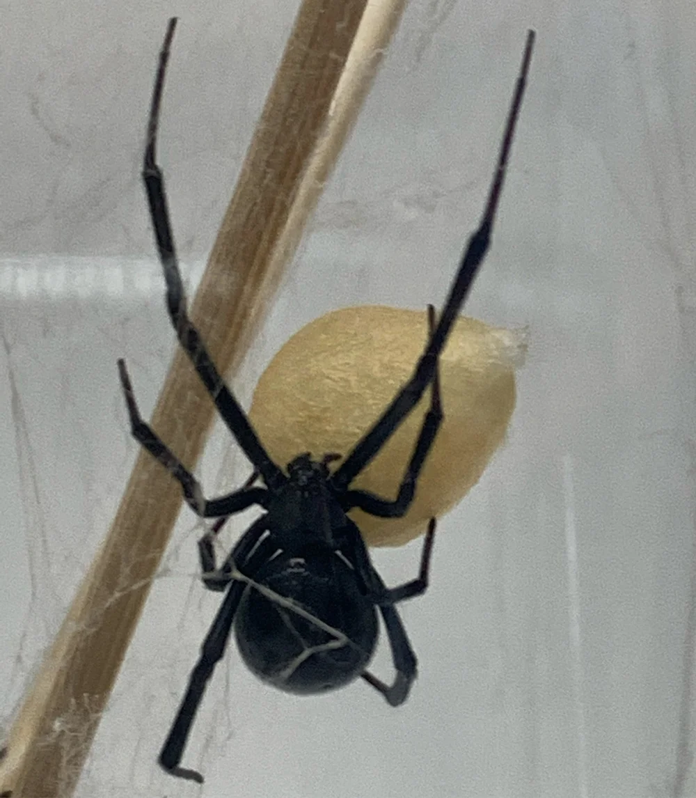 True Spiders and Mygalomorphs — For Sale: Scorpions, Tarantulas ...