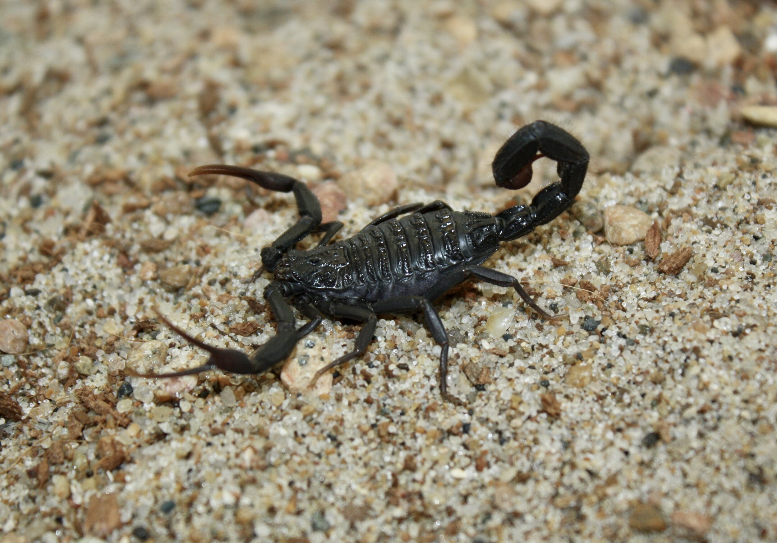 For Sale: Scorpions, Tarantulas, Spiders, Centipedes — Arachnid Rarities