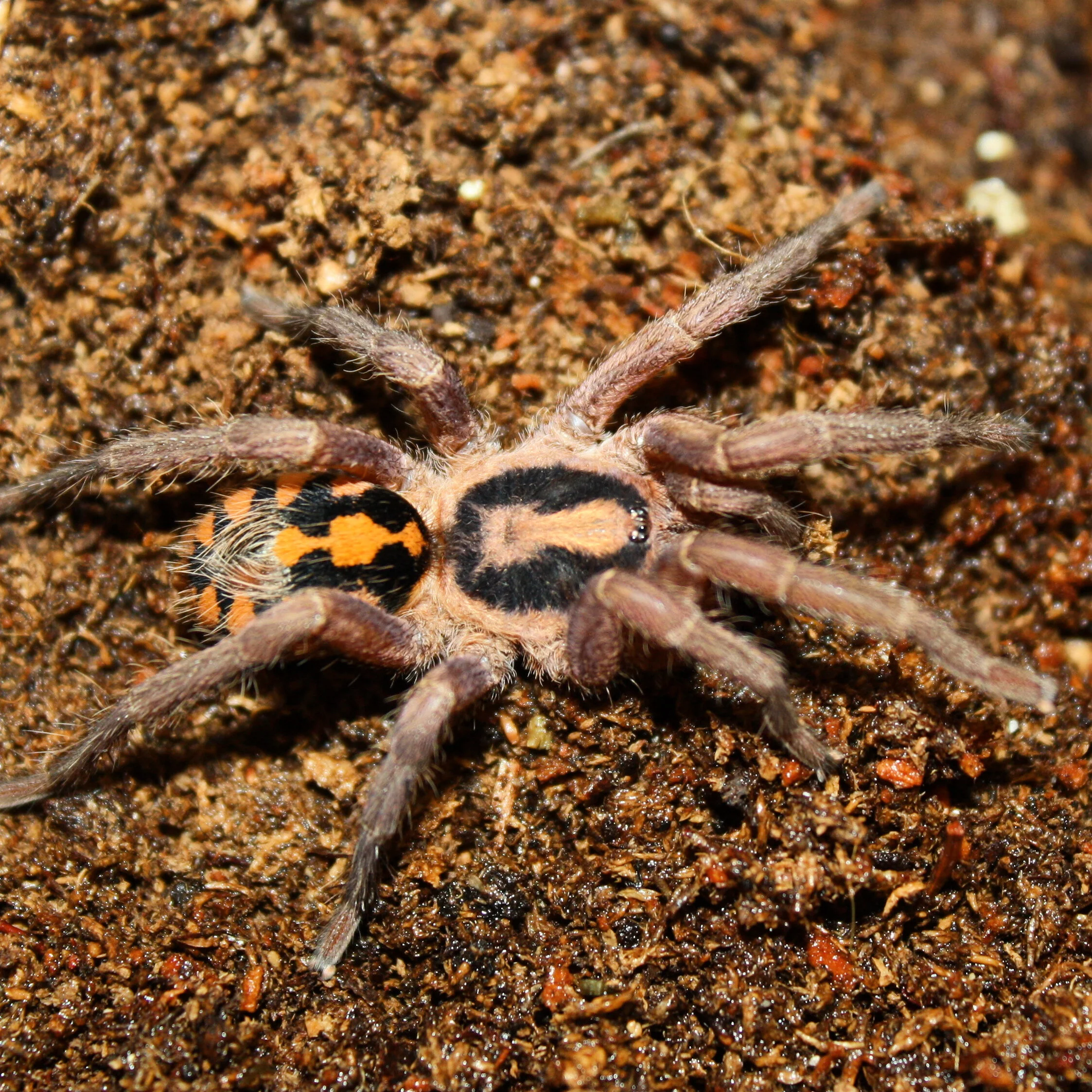 Arachnid Rarities -Scorpions for Sale, Tarantulas for Sale, Spiders for ...