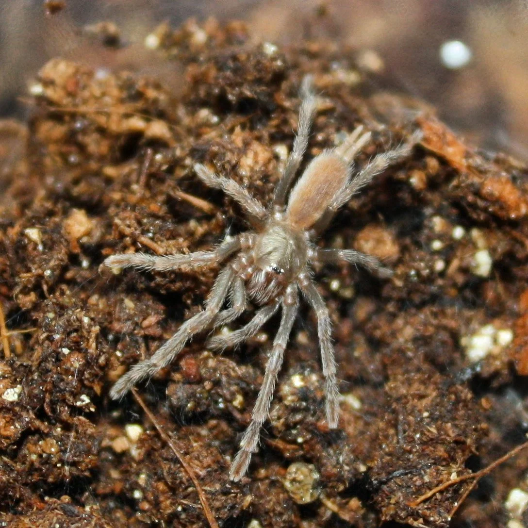 Arachnid Rarities -Scorpions for Sale, Tarantulas for Sale, Spiders for ...