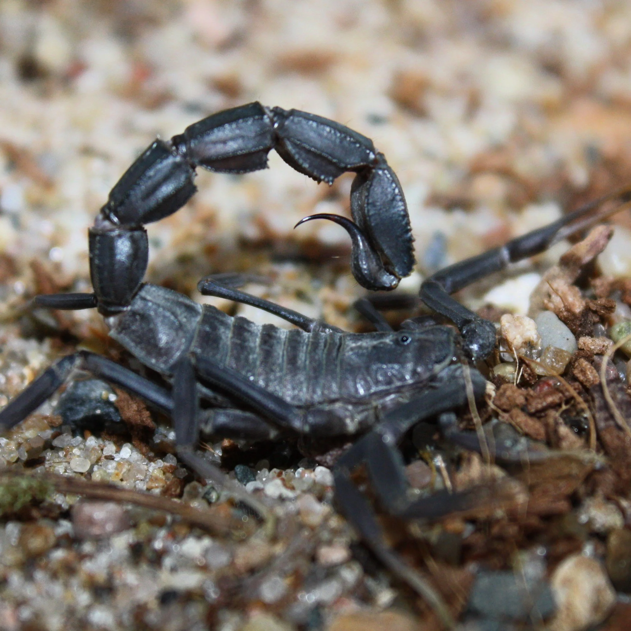 Arachnid Rarities -Scorpions for Sale, Tarantulas for Sale, Spiders for ...