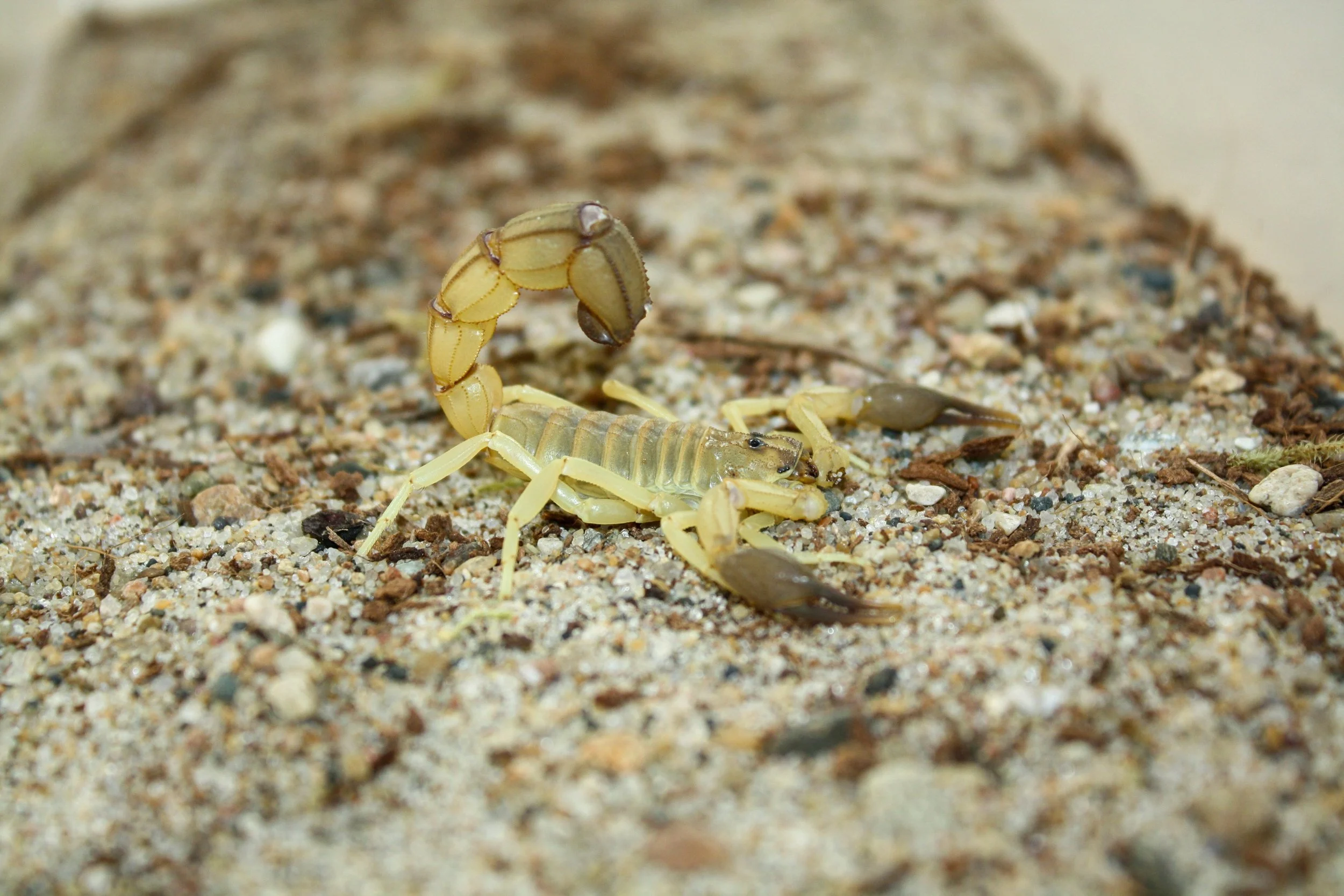 Androctonus australis Hector Tunisia (Black Clawed Yellow Fattail ...