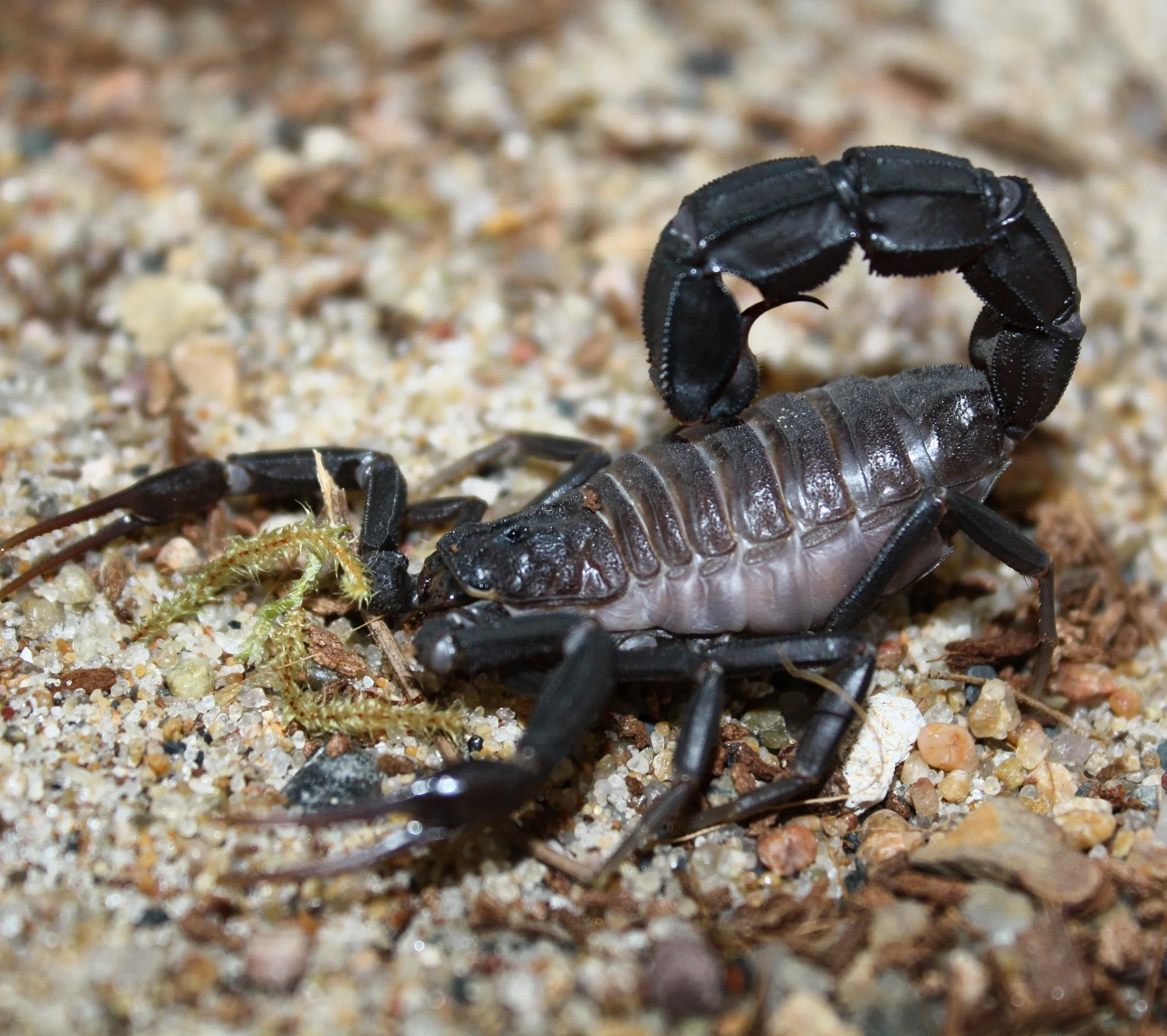 Arachnid Rarities -Scorpions for Sale, Tarantulas for Sale, Spiders for ...