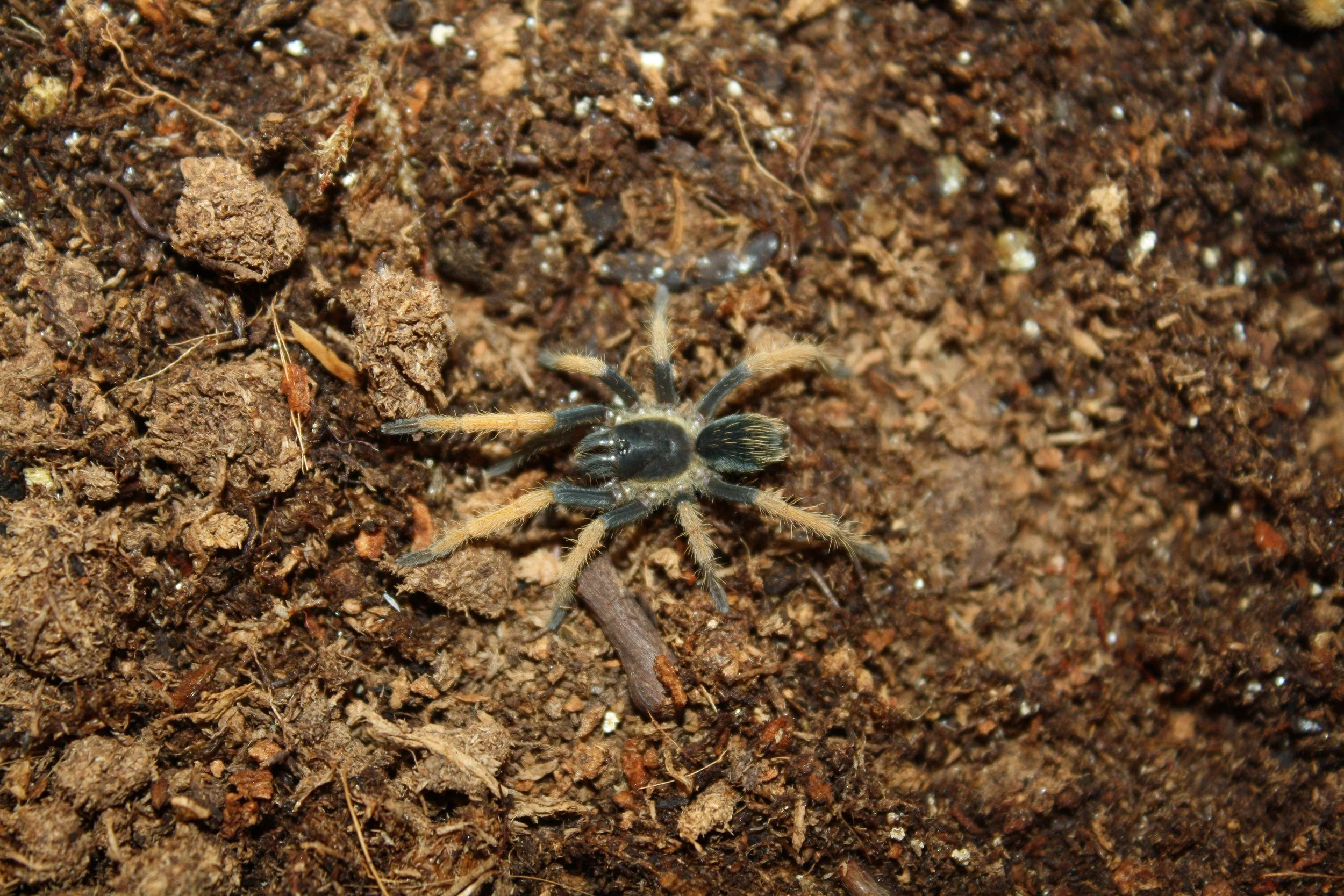 Arachnid Rarities -Scorpions for Sale, Tarantulas for Sale, Spiders for ...