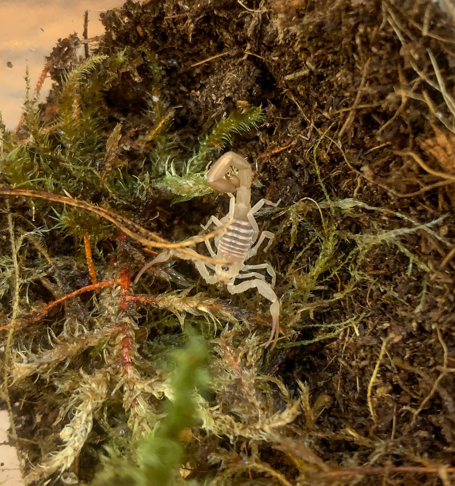 Arachnid Rarities -Scorpions for Sale, Tarantulas for Sale, Spiders for ...