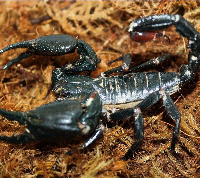 Heterometrus Spinifer