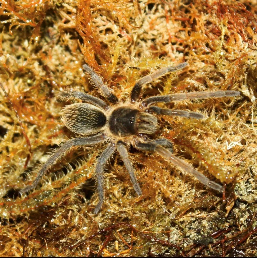 Arachnid Rarities -Scorpions for Sale, Tarantulas for Sale, Spiders for ...