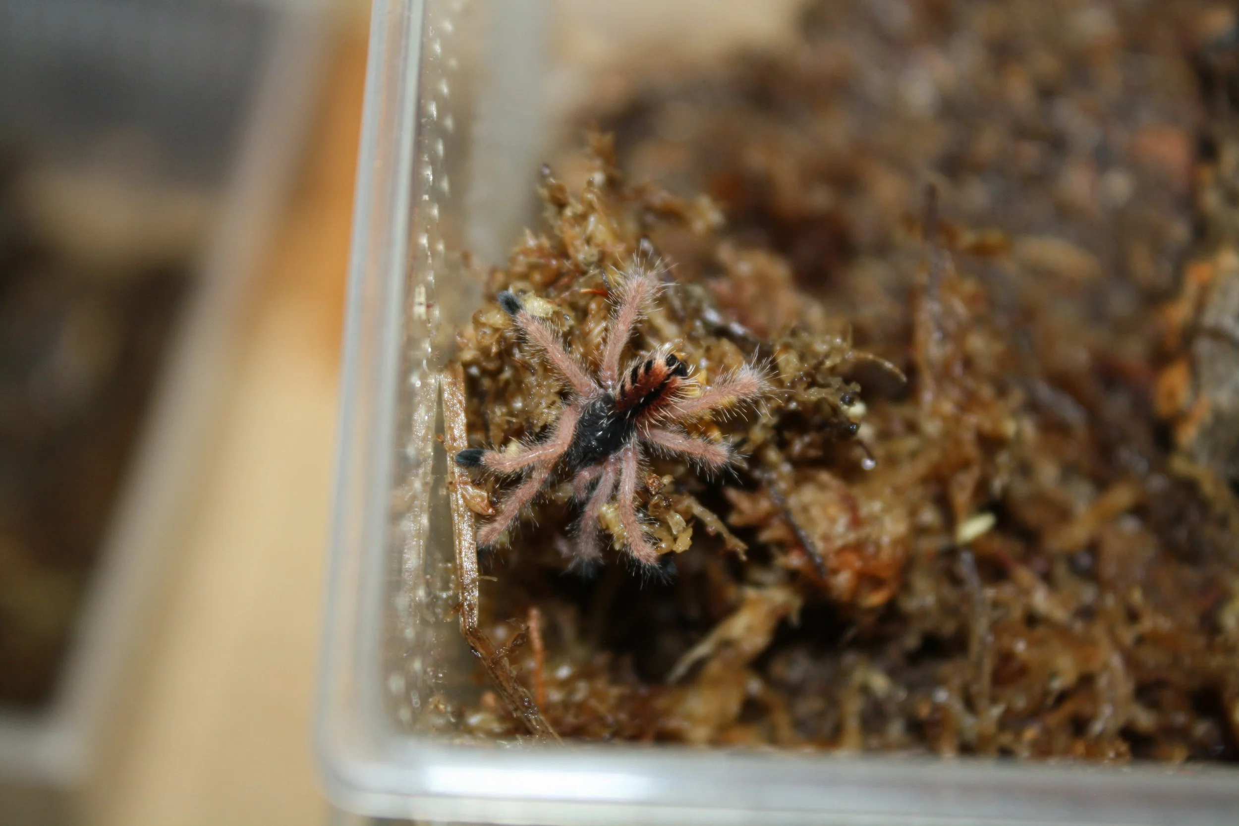 Avicularia Braunshauseni