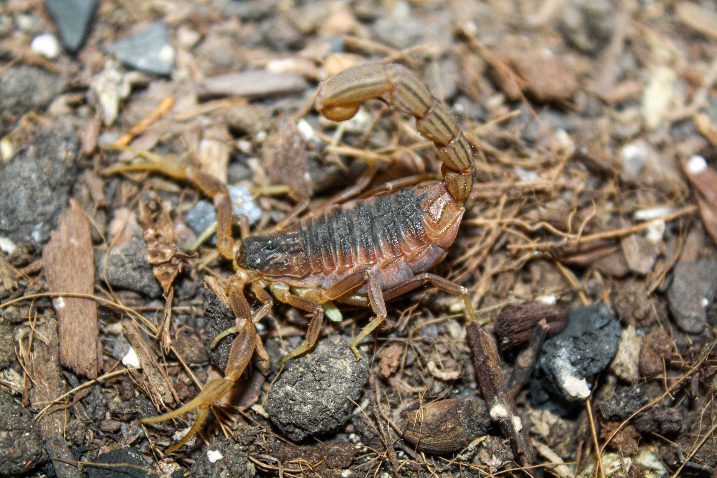 For Sale: Scorpions, Tarantulas, Spiders, Centipedes — Arachnid Rarities