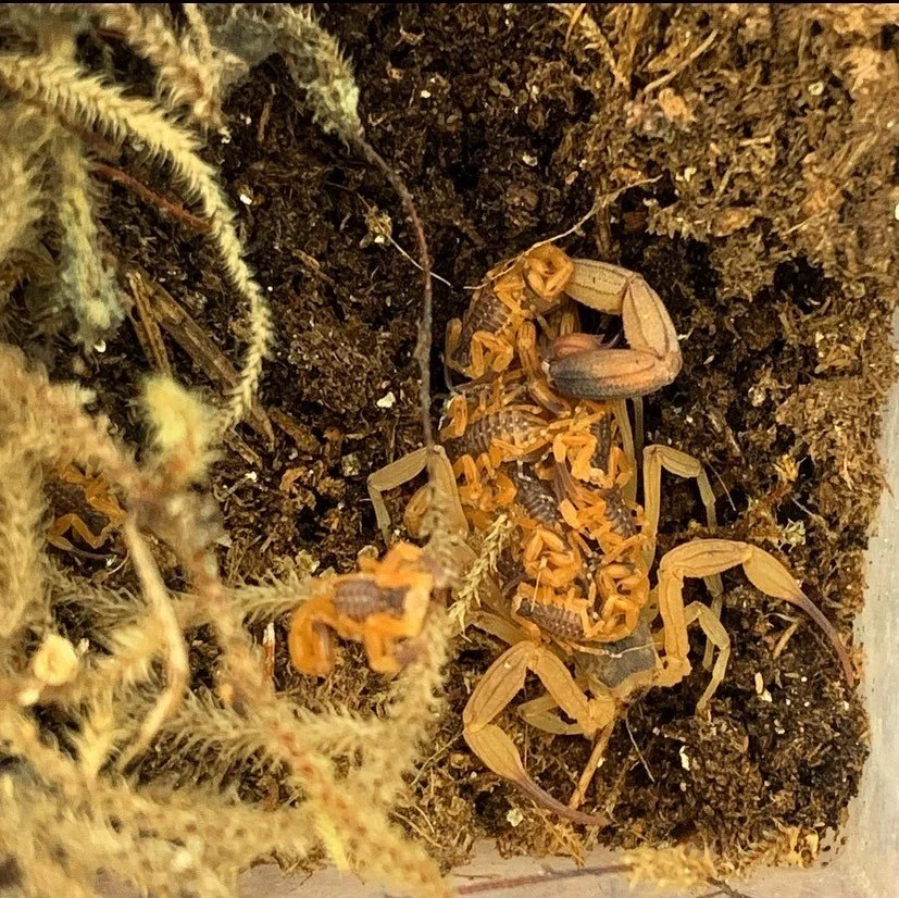 Arachnid Rarities -Scorpions for Sale, Tarantulas for Sale, Spiders for ...