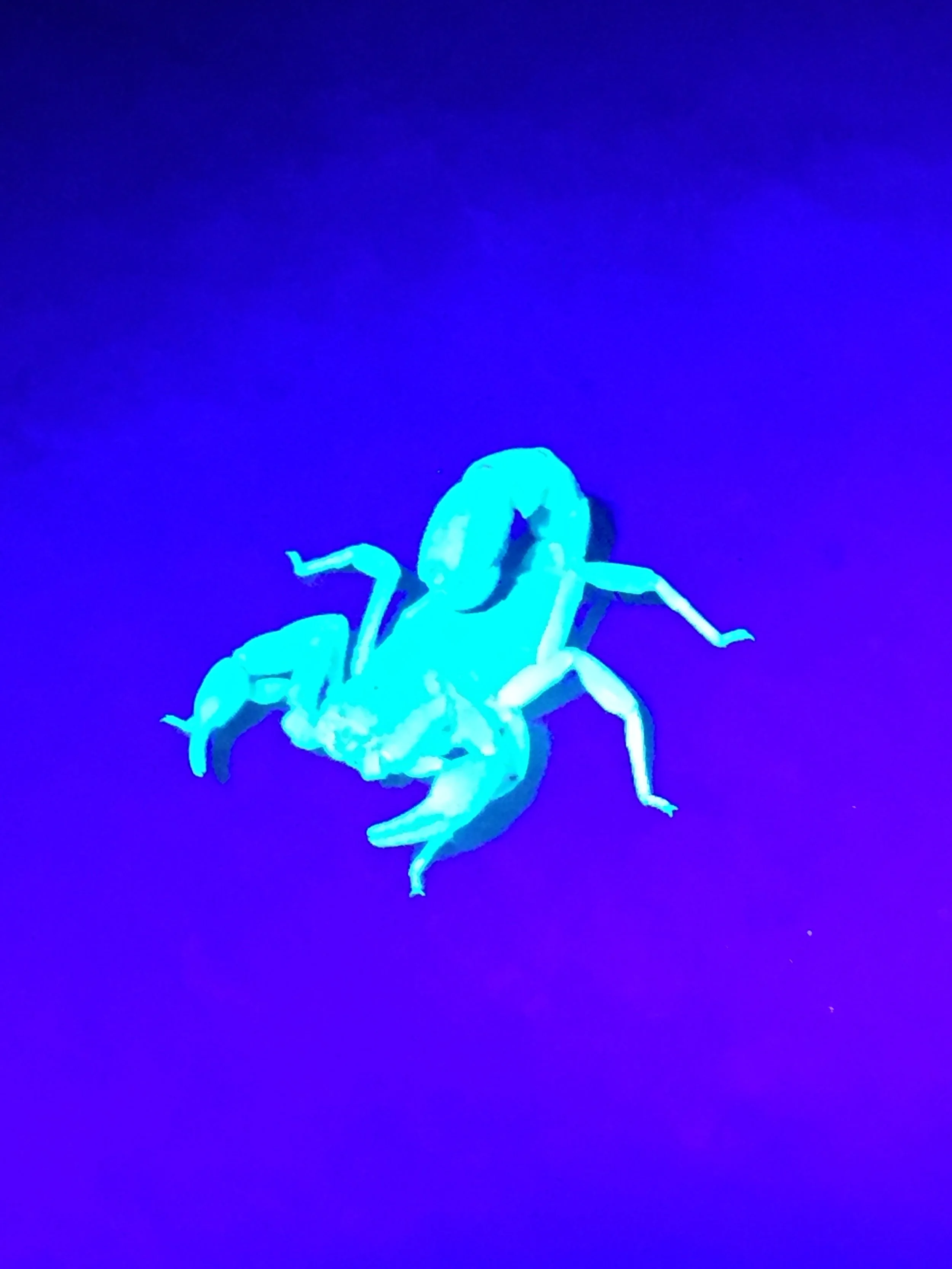 Arachnid Rarities -Scorpions for Sale, Tarantulas for Sale, Spiders for ...