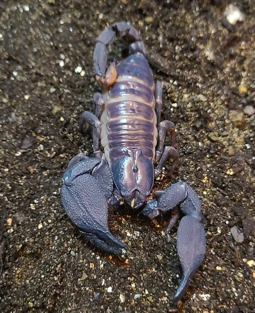 For Sale: Scorpions, Tarantulas, Spiders, Centipedes — Arachnid Rarities